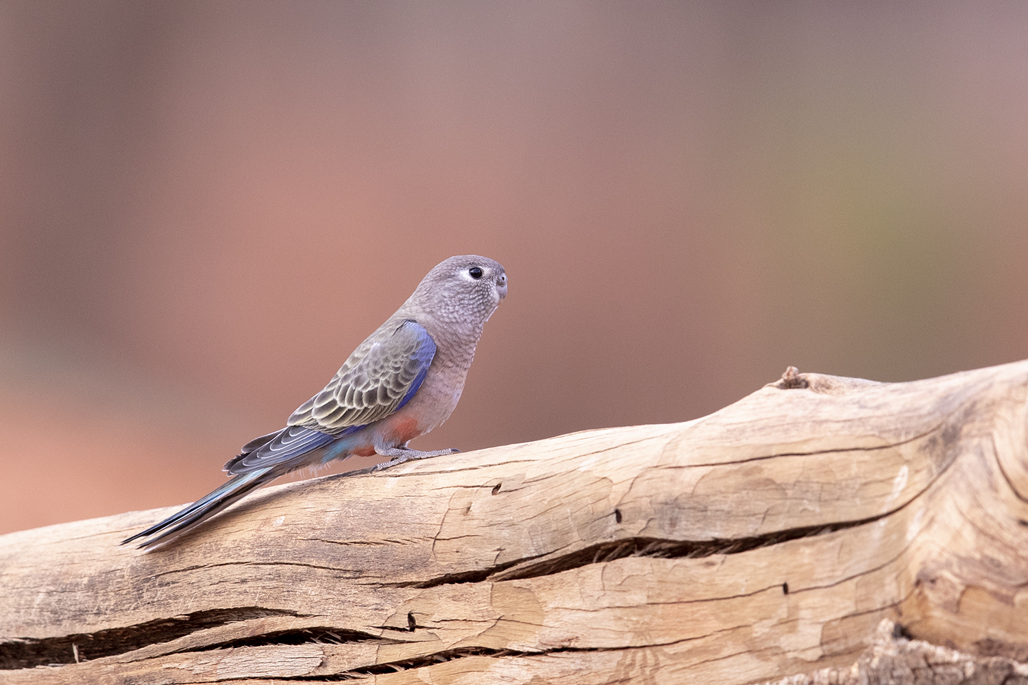 Private Bird Photography and/or Birding Tours | Outback Australia Specalist
