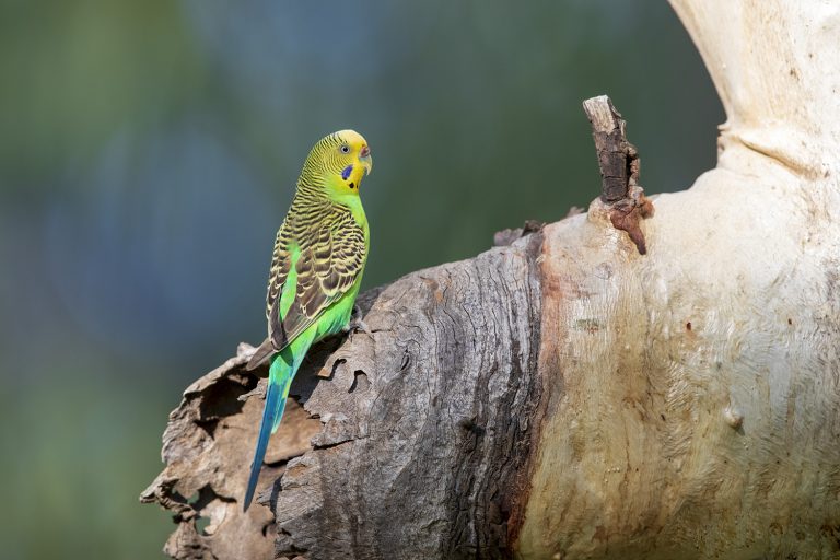 Private Bird Photography and/or Birding Tours | Outback Australia Specalist
