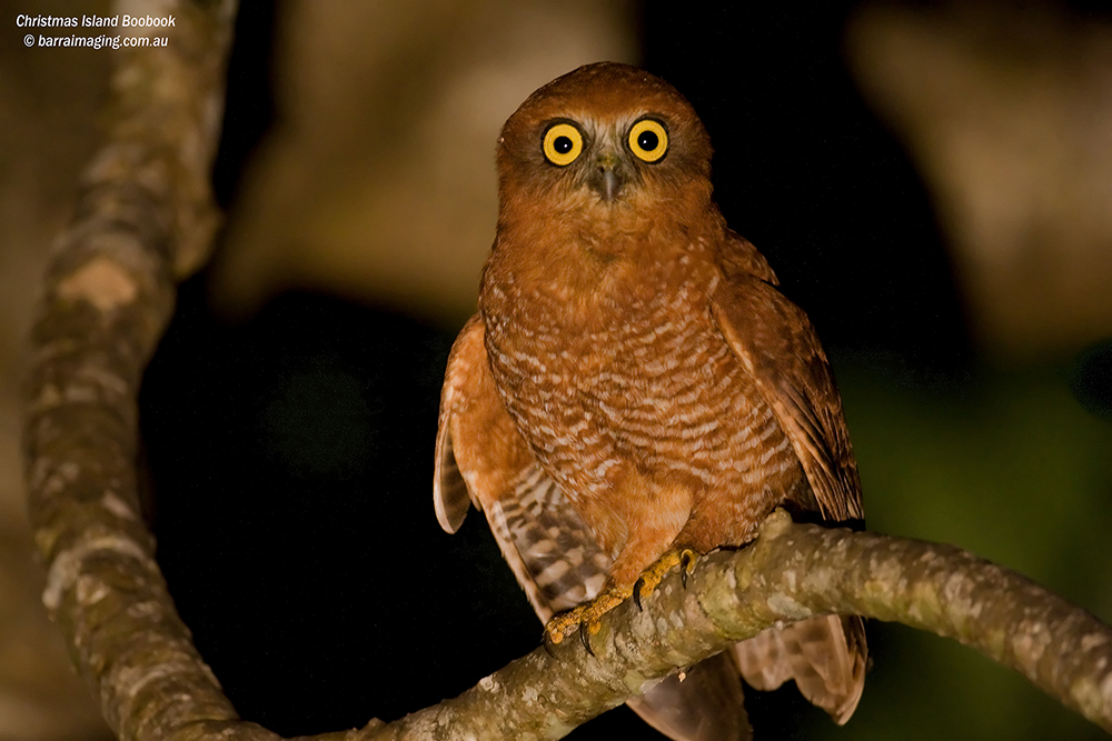 Private Bird Photography and/or Birding Tours | Outback Australia Specalist