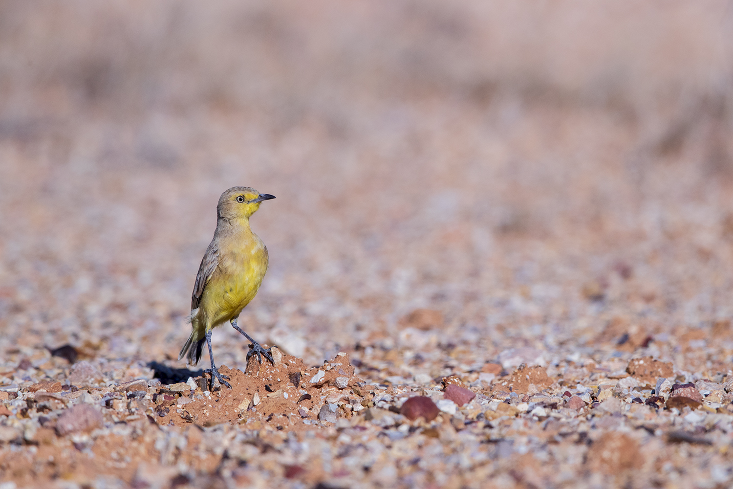 Private Bird Photography and/or Birding Tours | Outback Australia Specalist