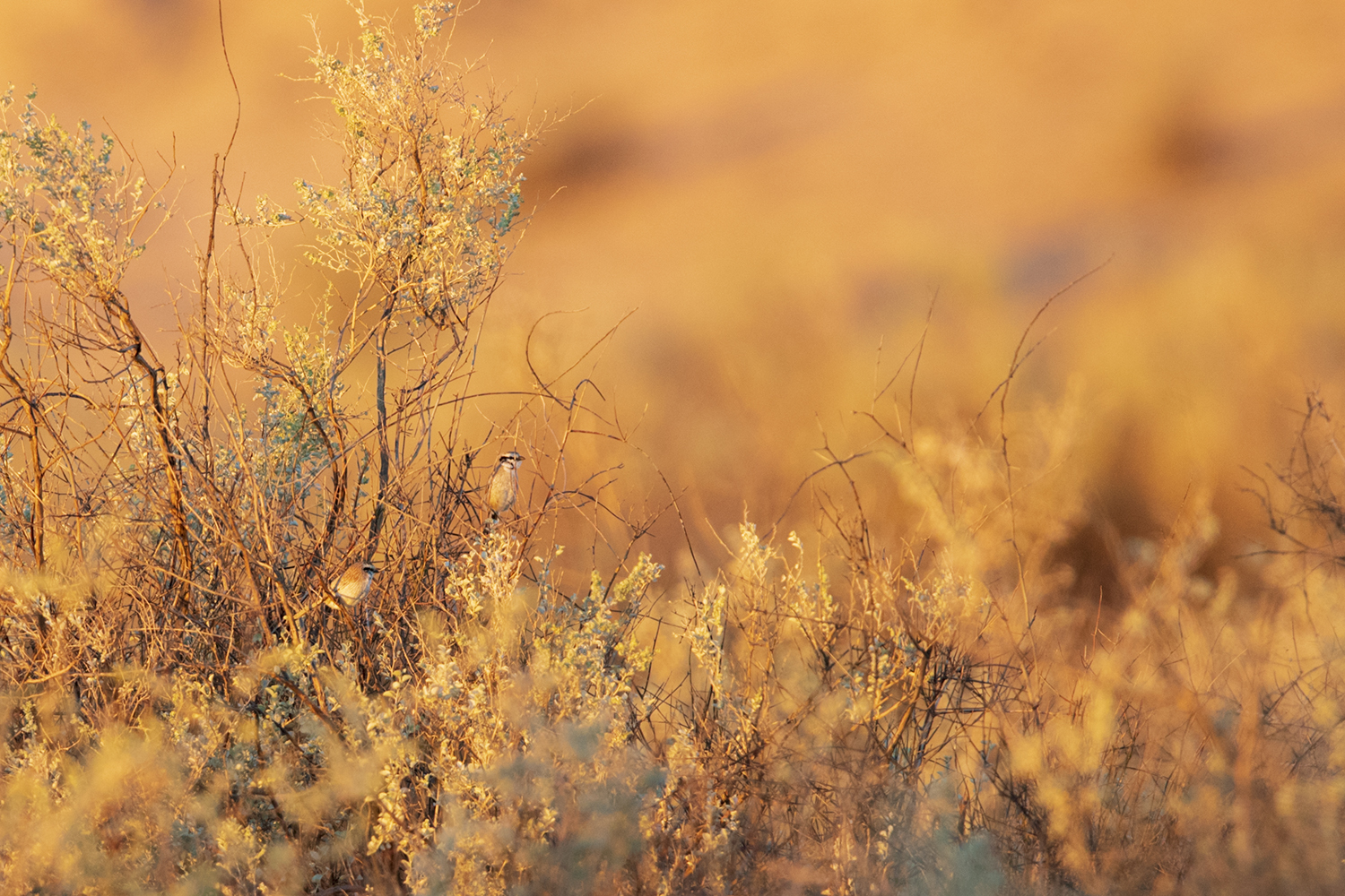 Tracks Birding & Photography Tours | Grasswren Info | Photos | Habitats