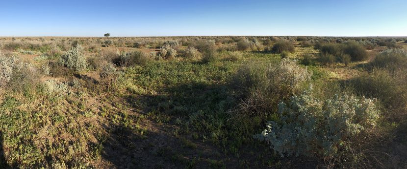 Tracks Birding & Photography Tours | Everything Grasswren