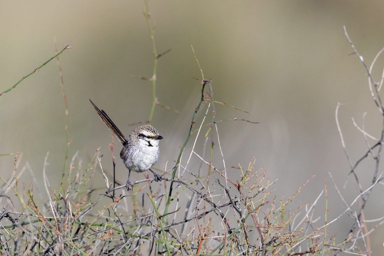 Everything Grasswren including Photos, Habitat and Tours