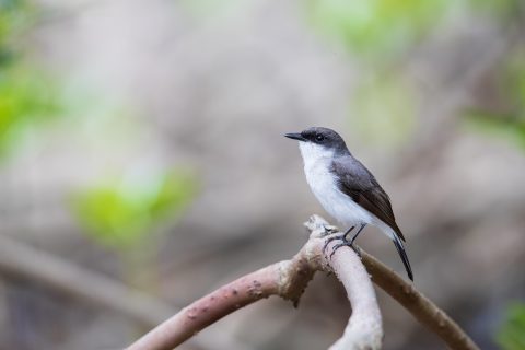 Bird Photography and/or Birding Tours | Darwin, Cairns & Outback Australia