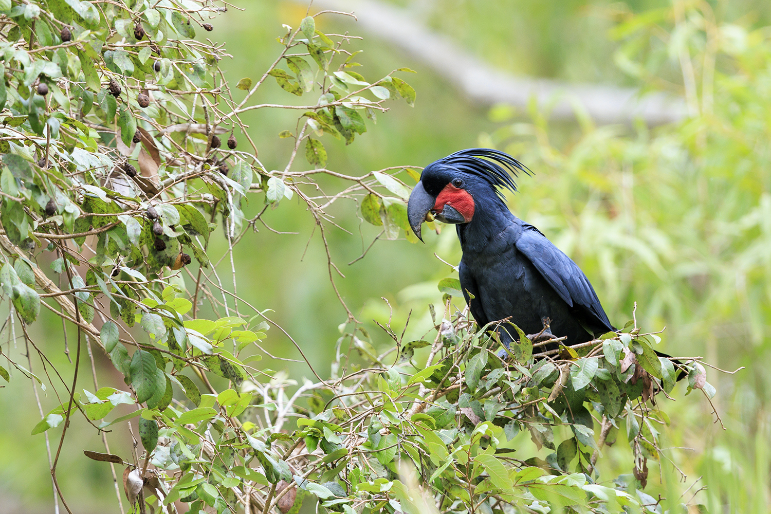 AUSTRALIAN BIRD PHOTOGRAPHY and/or Birding with a camera TOURS