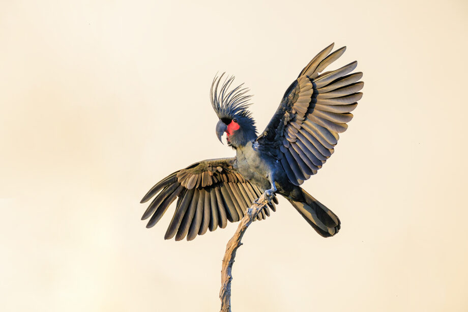 Everything you need to know about Tracks Birding & Photography ...