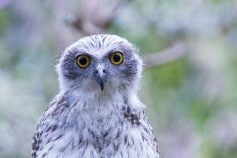 Private Bird Photography and/or Birding Tours | Outback Australia Specalist