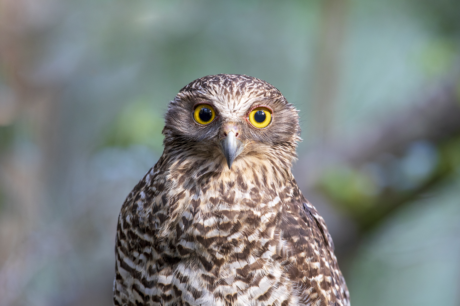 Private Bird Photography and/or Birding Tours | Outback Australia Specalist