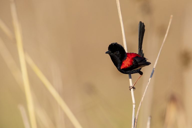 Private Bird Photography and/or Birding Tours | Outback Australia Specalist