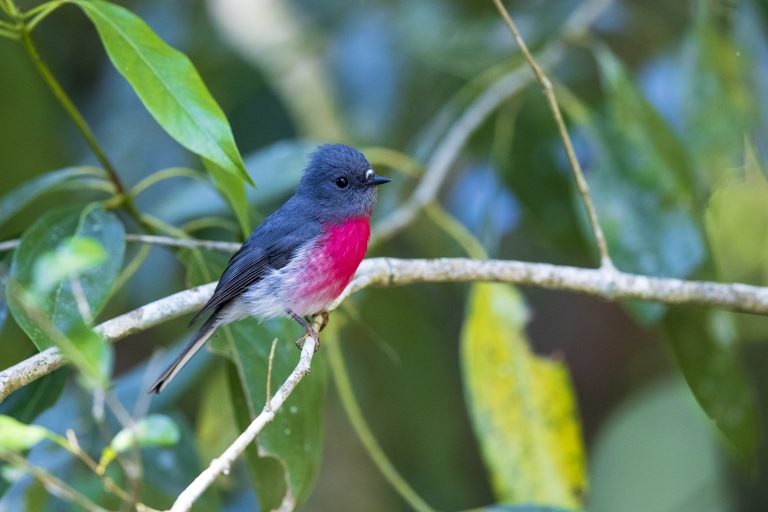 Bird Photography and/or Birding Tours | Darwin, Cairns & Outback Australia