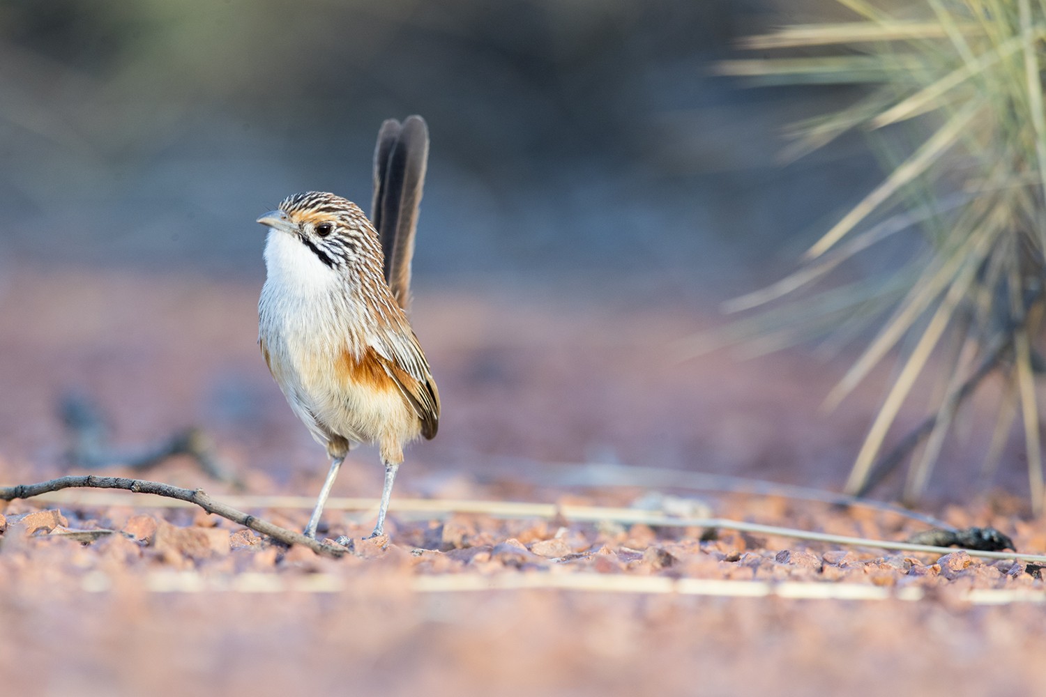 Tracks Birding & Photography Tours | Everything Grasswren