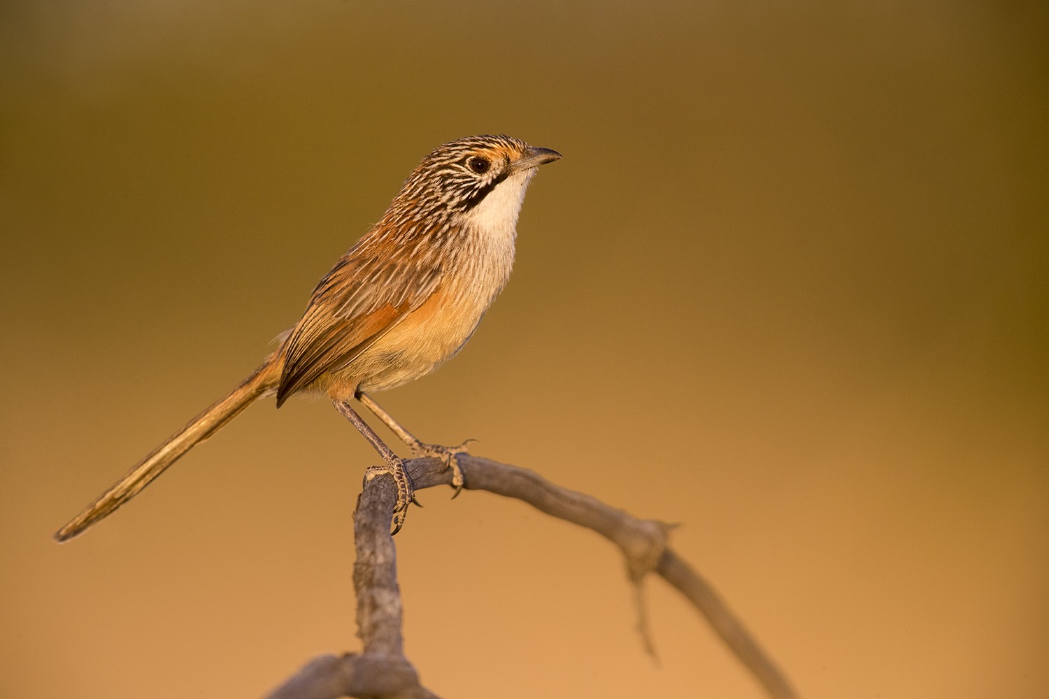 Tracks Birding & Photography Tours | Everything Grasswren