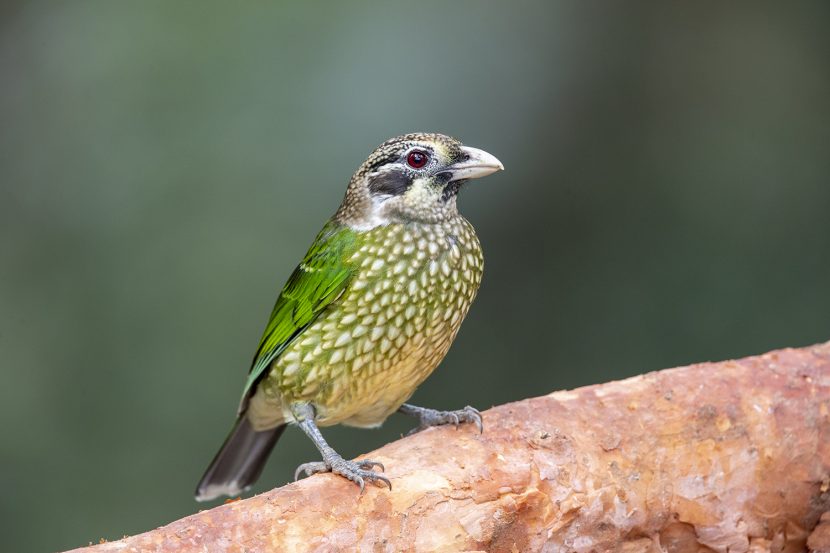 Private Bird Photography and/or Birding Tours | Outback Australia Specalist