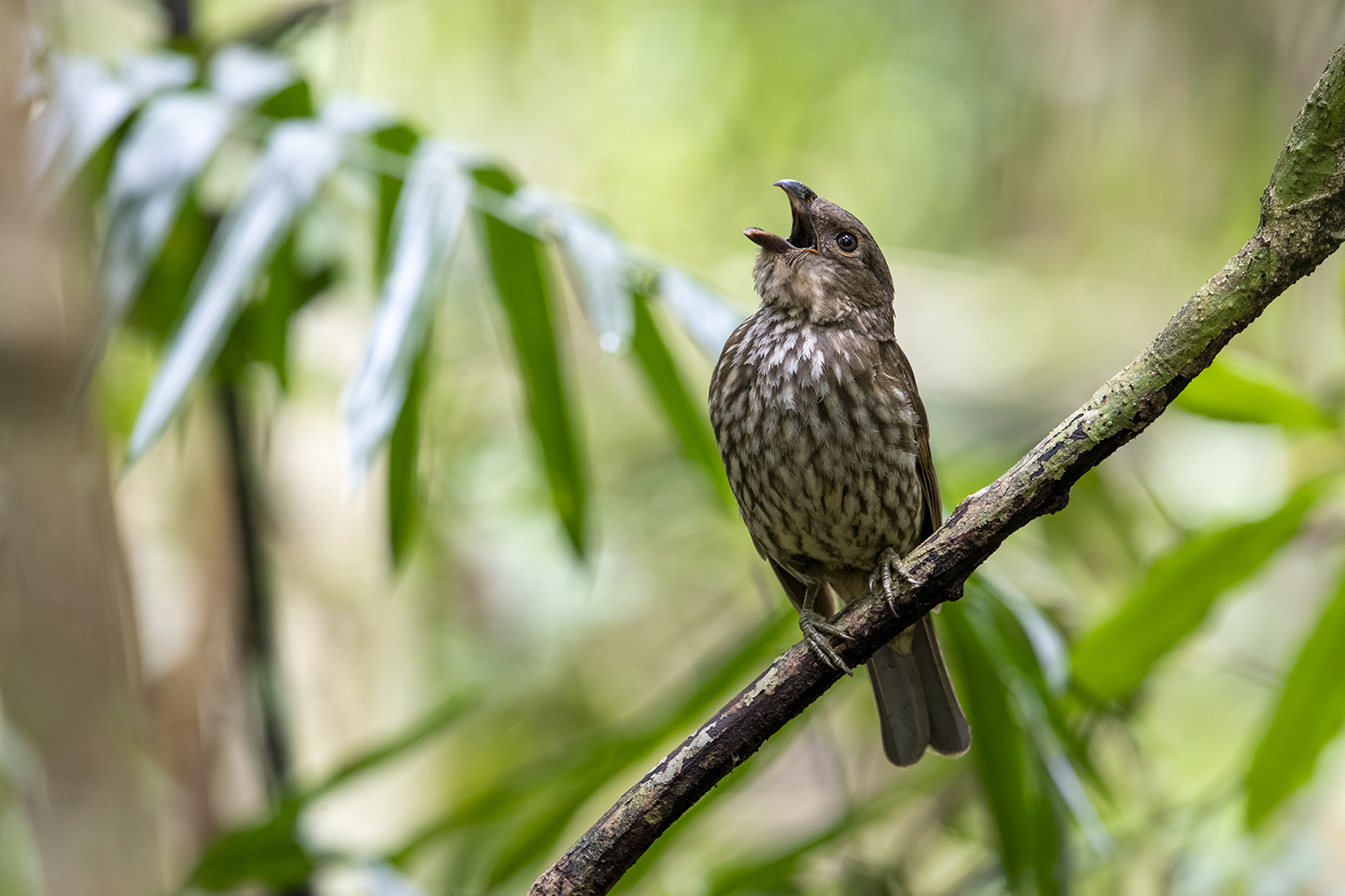 Bird Photography and/or Birding Tours | Darwin, Cairns & Outback Australia