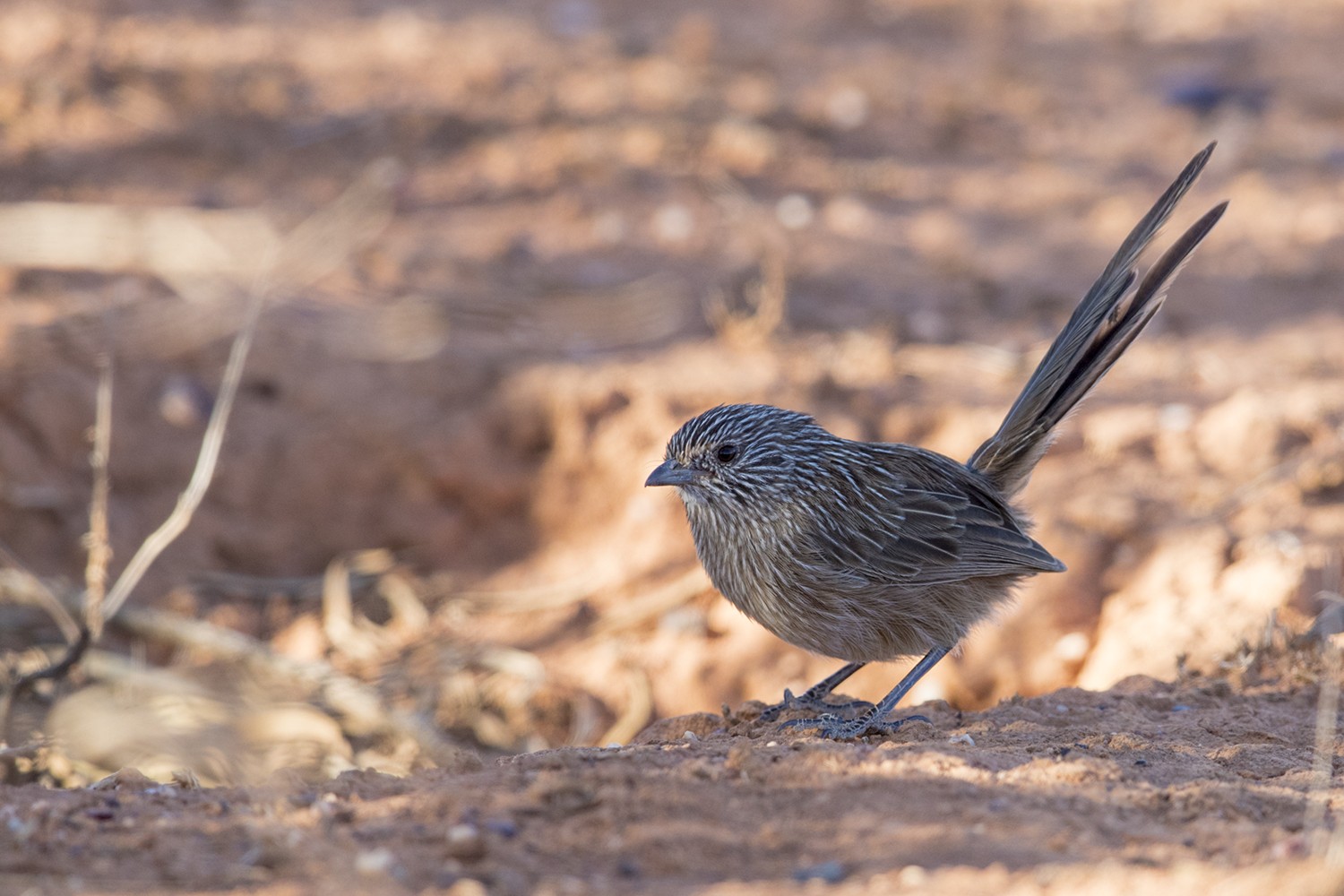 Tracks Birding & Photography Tours | Grasswren Info | Photos | Habitats