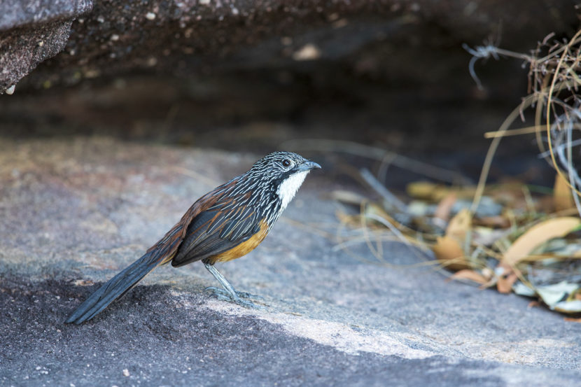 Everything Grasswren including Photos, Habitat and Tours