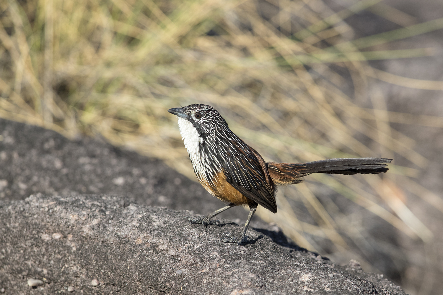 Tracks Birding & Photography Tours | Grasswren Info | Photos | Habitats
