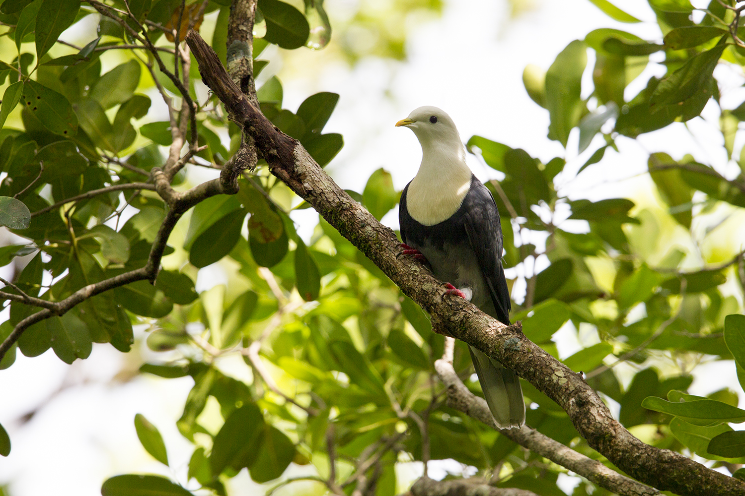 Tracks Birding & Photography Tours - Darwin Birding Tours