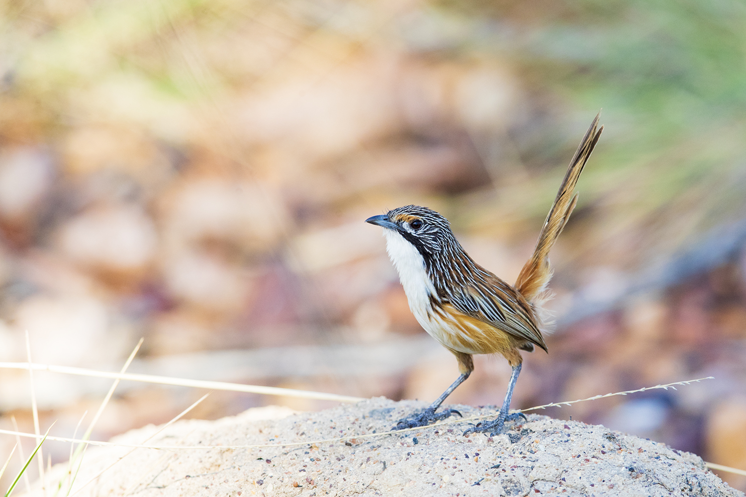 Private Bird Photography and/or Birding Tours | Outback Australia Specalist